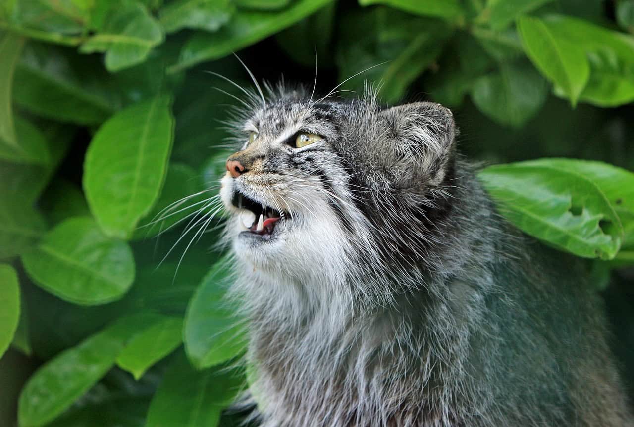Amazing Pallas's Cat Facts: Discover the Elusive Wild Beauty